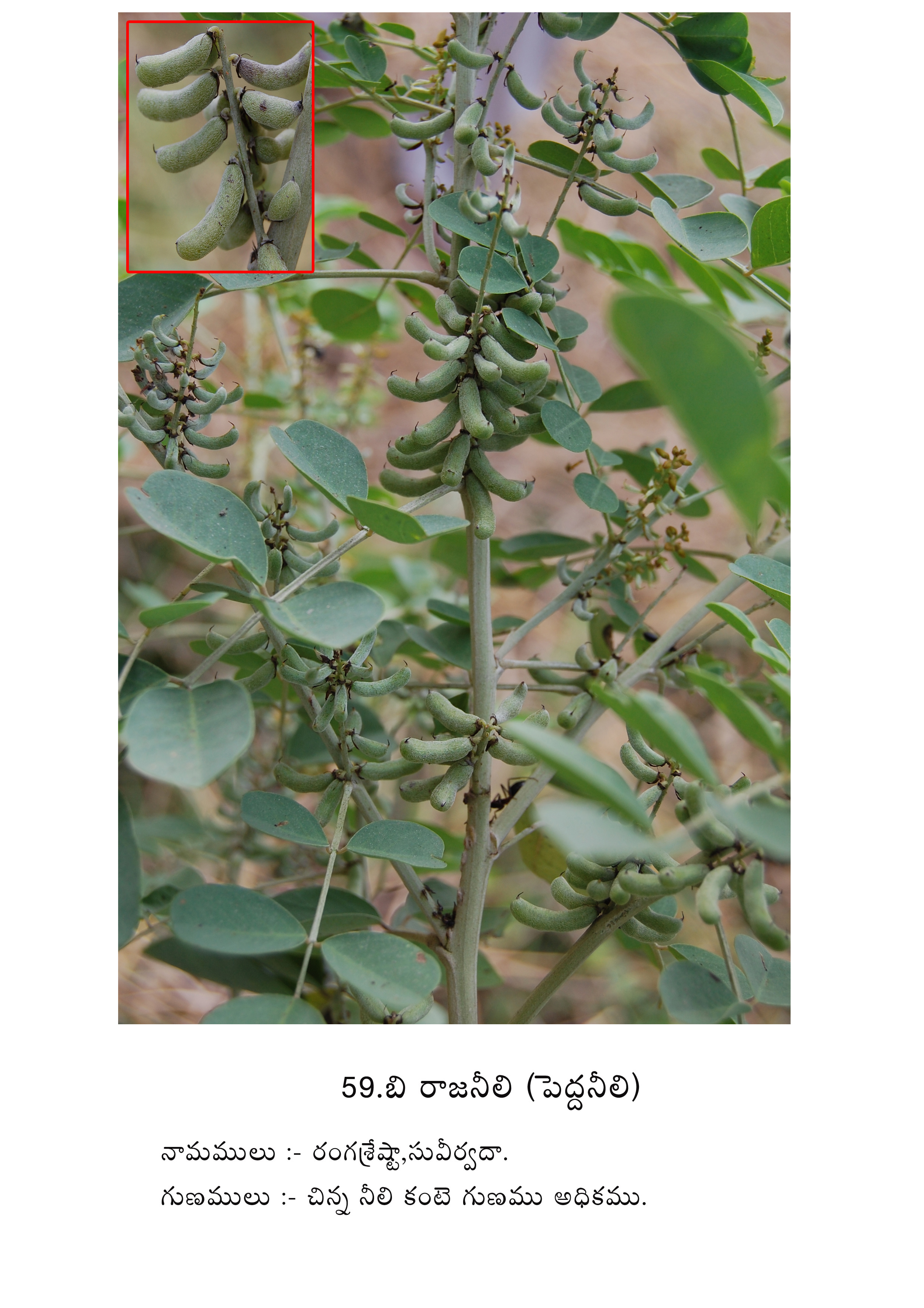 59B MAHA NEELI-HISTORY OF AYURVEDA | Ayurvedic Medicinal Plants