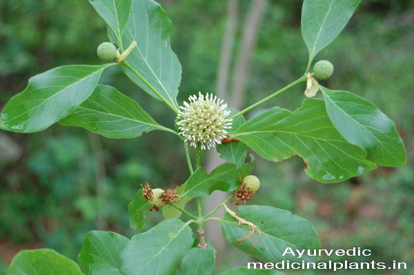 KADAMBA(DHARA)-HISTORY OF AYURVEDA | Ayurvedic Medicinal Plants