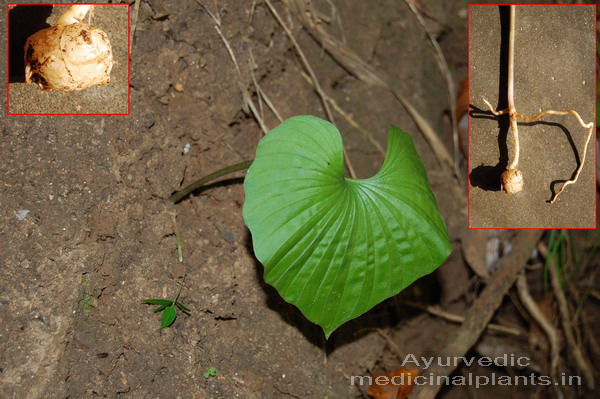 PLANTS-HISTORY OF AYURVEDA | Ayurvedic Medicinal Plants