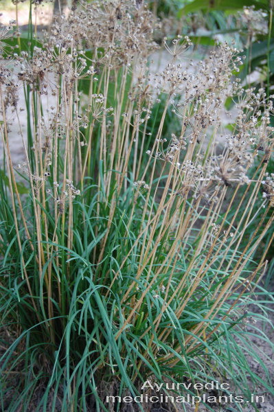 PLANTS-HISTORY OF AYURVEDA | Ayurvedic Medicinal Plants