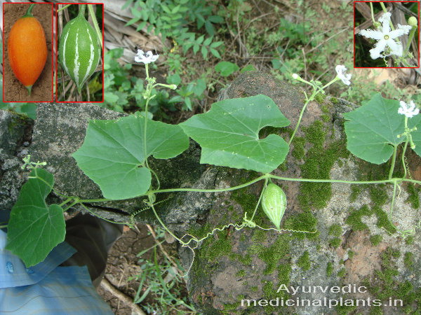 PLANTS-HISTORY OF AYURVEDA | Ayurvedic Medicinal Plants