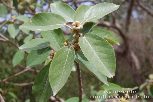 PLANTS-HISTORY OF AYURVEDA | Ayurvedic Medicinal Plants