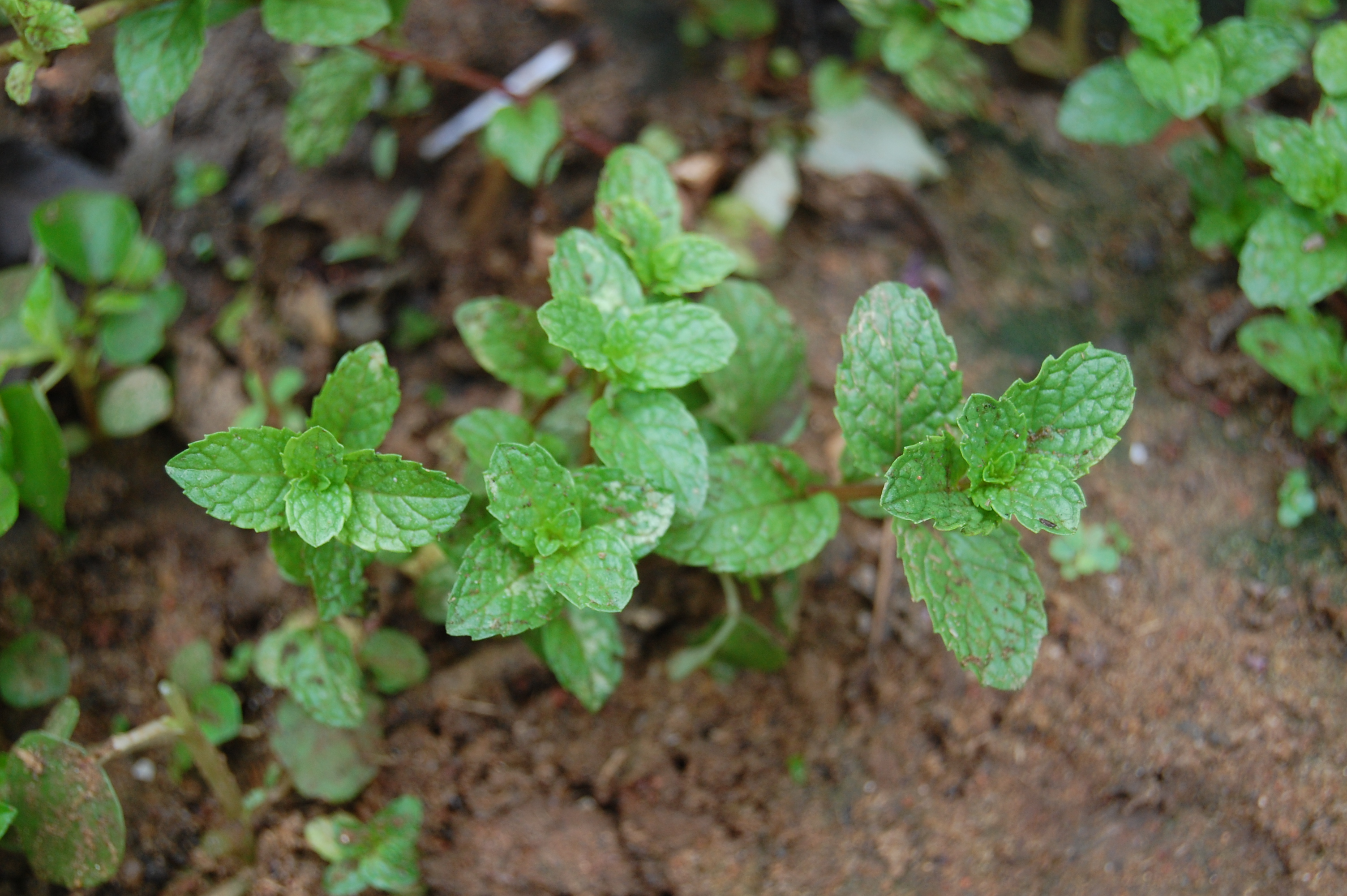 PLANTS-HISTORY OF AYURVEDA | Ayurvedic Medicinal Plants