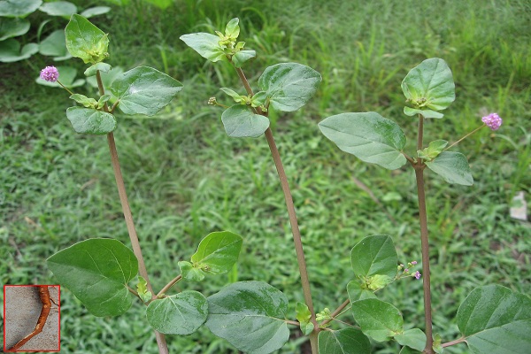 PLANTS-HISTORY OF AYURVEDA | Ayurvedic Medicinal Plants