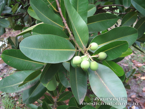 PLANTS-HISTORY OF AYURVEDA | Ayurvedic Medicinal Plants