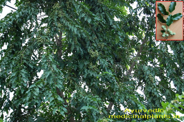 PLANTS-HISTORY OF AYURVEDA | Ayurvedic Medicinal Plants