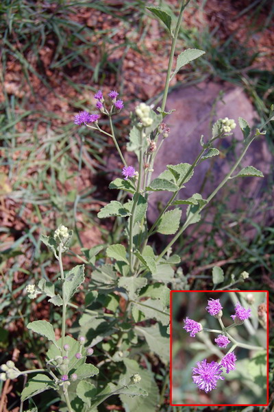 Saha devi-HISTORY OF AYURVEDA | Ayurvedic Medicinal Plants